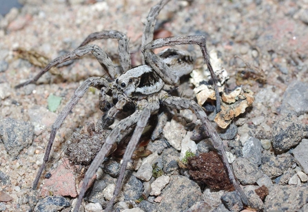 Surrey Wildlife Trust Rediscovers Great Fox-Spiders | Surrey Wildlife Trust